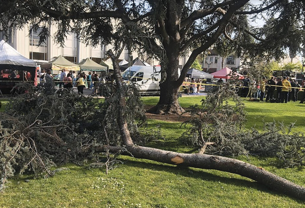 Photo: Falling tree limb hits 4 teens, no major injuries reported