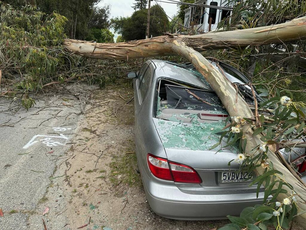 PHOTO: Tree crushes car, shuts down Aromas Road | The Pajaronian