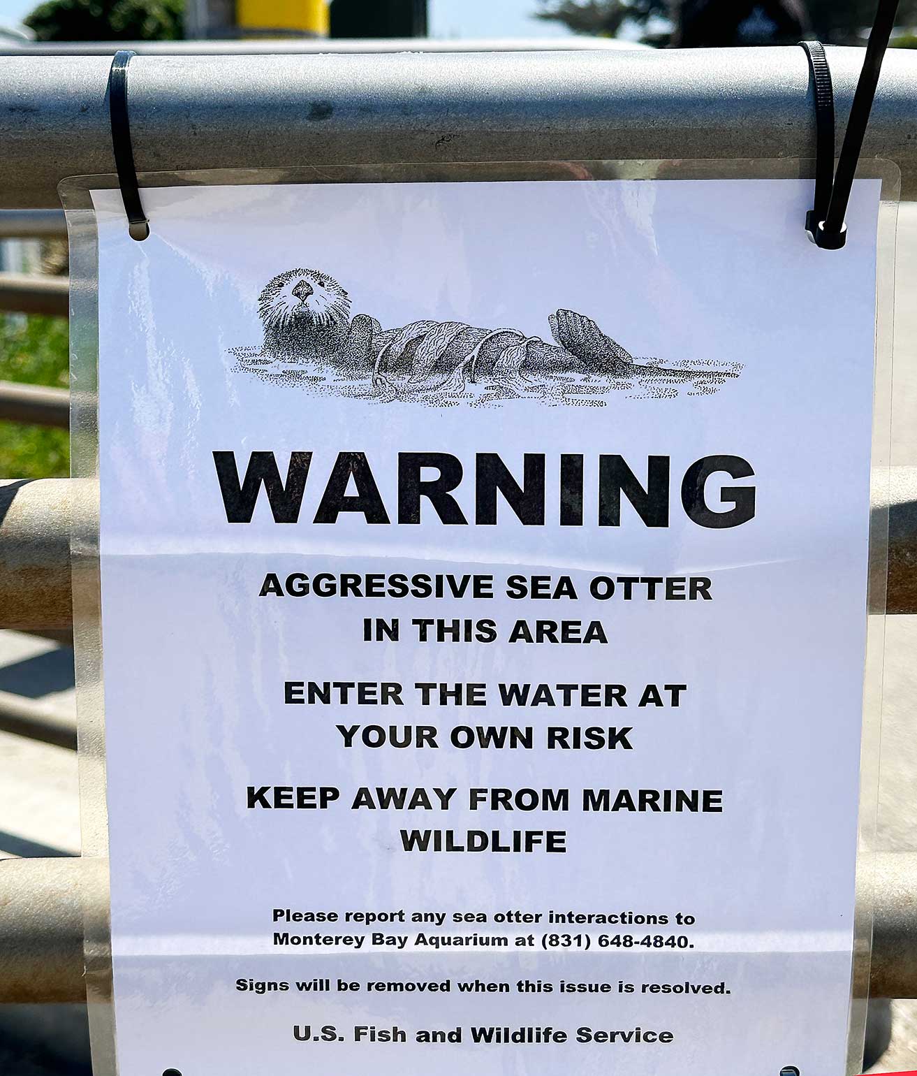 Santa Cruz otter captures national attention | The Pajaronian