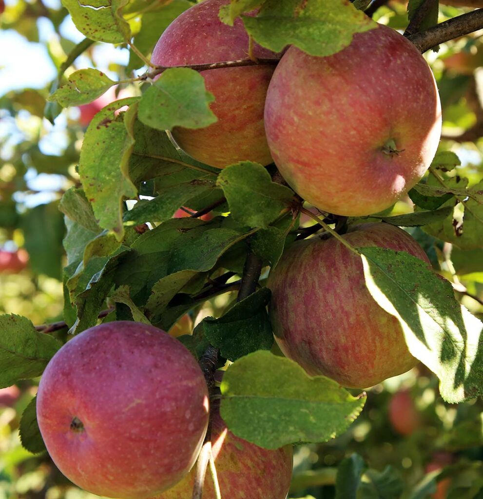 Farms to open doors to the public | The Pajaronian | Watsonville, CA