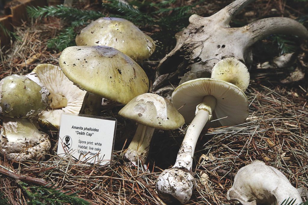 Doctors warn of death cap mushroom poisoning | The Pajaronian ...